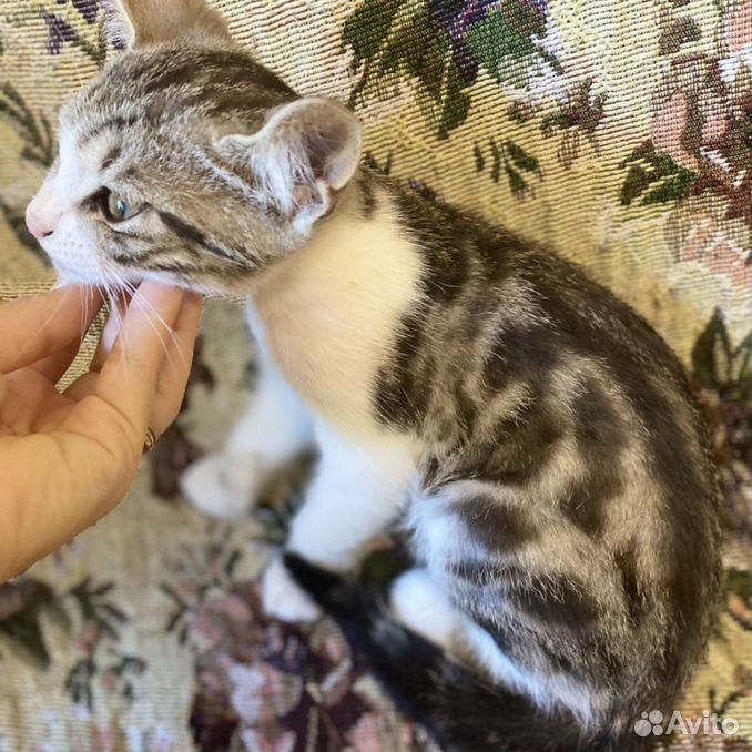 Котенок кот шотландец британец наполовину