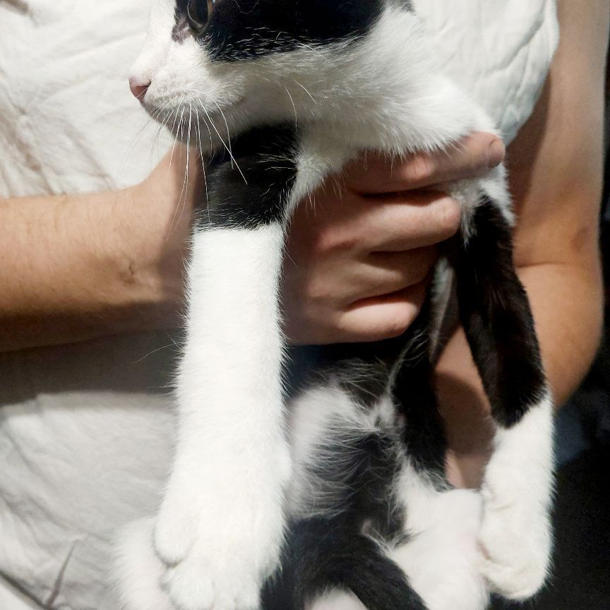 Кот