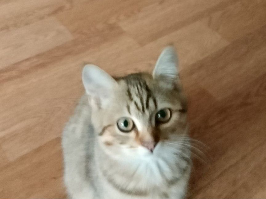 Котенок девочка