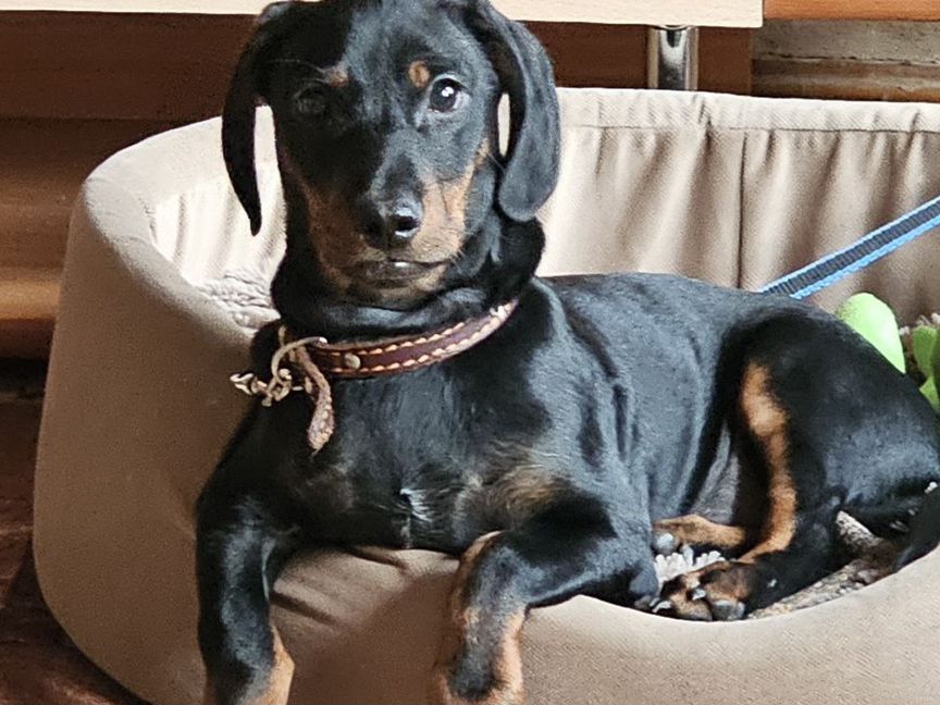 Щенок в добрые руки бесплатно