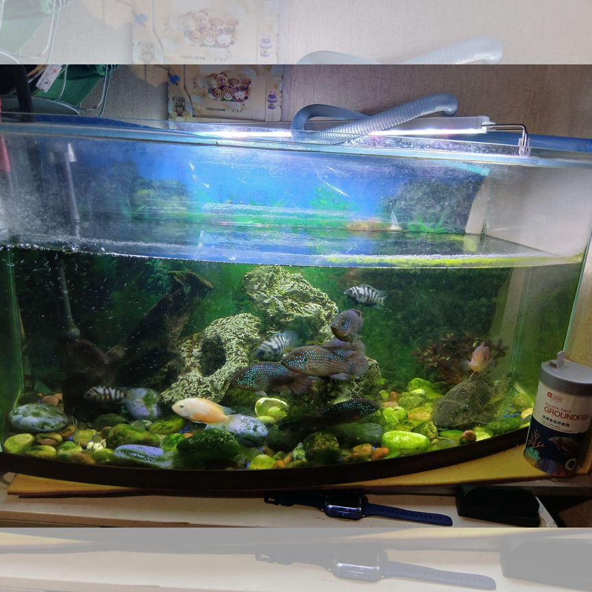 Аквариумные рыбки