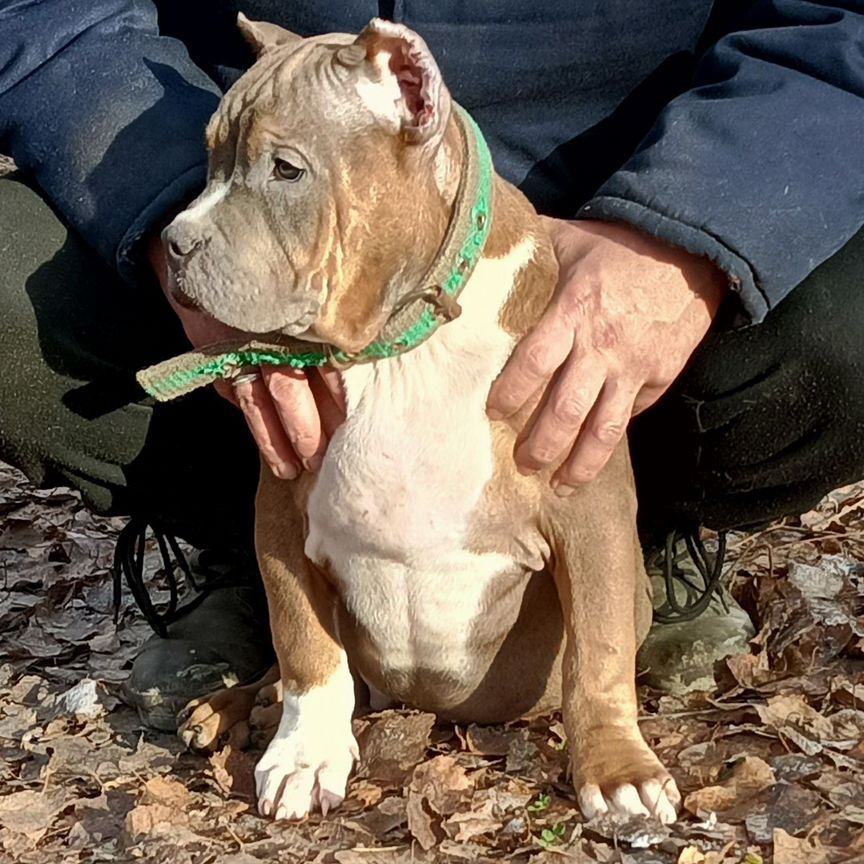 Американский булли, щенок