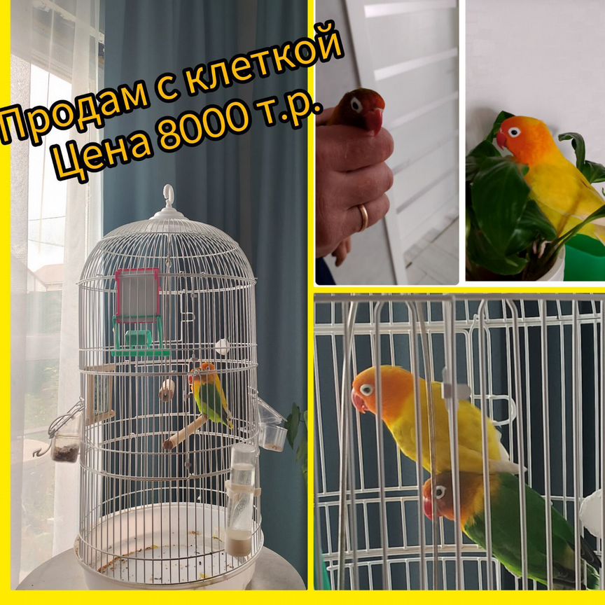 Попугай неразлучники с клеткой