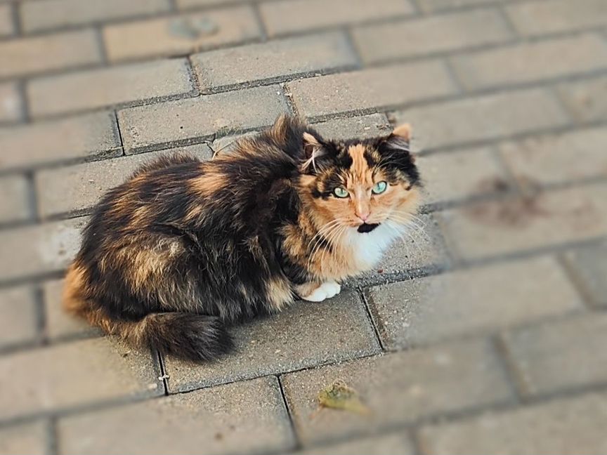Котенок, 5 месяцев