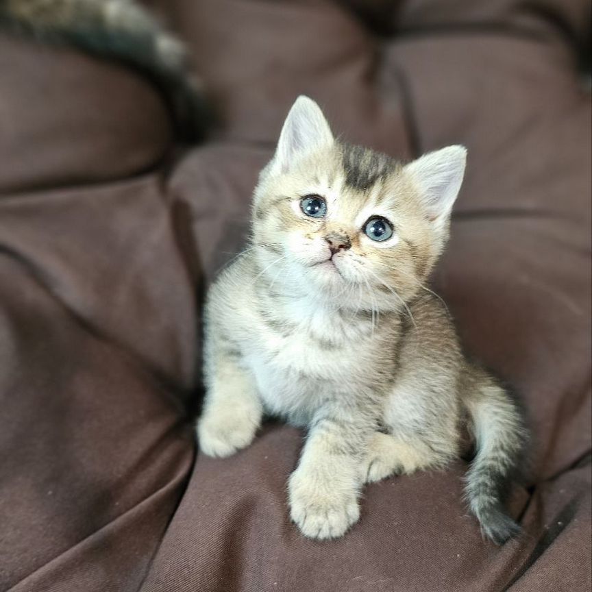 Шотландская золотая шиншилла