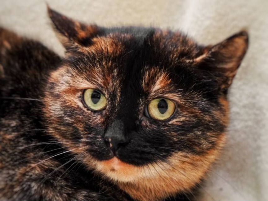 Невероятно красивая кошка