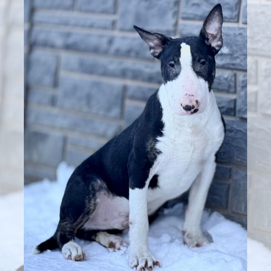 Бультерьер, щенок