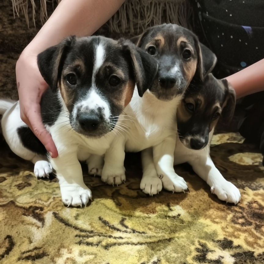 Джек-рассел-терьер, щенок