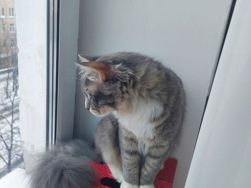 Кошка