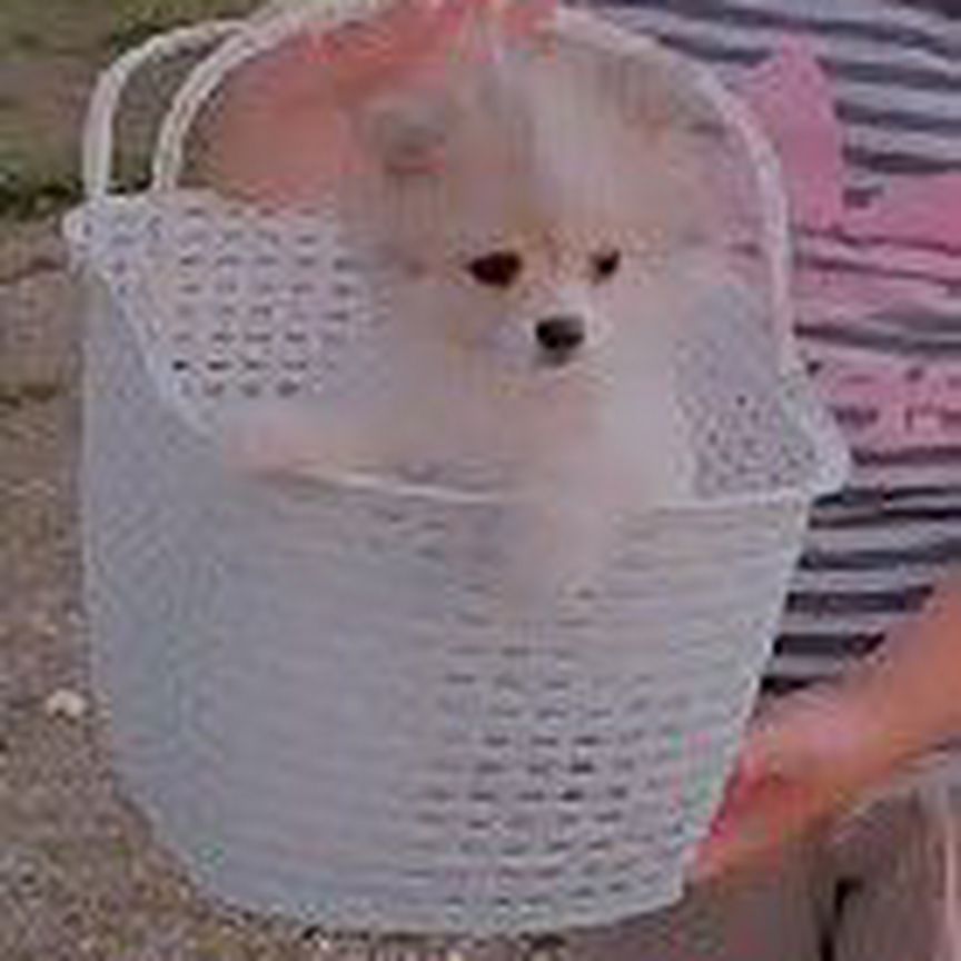 Продам шпица