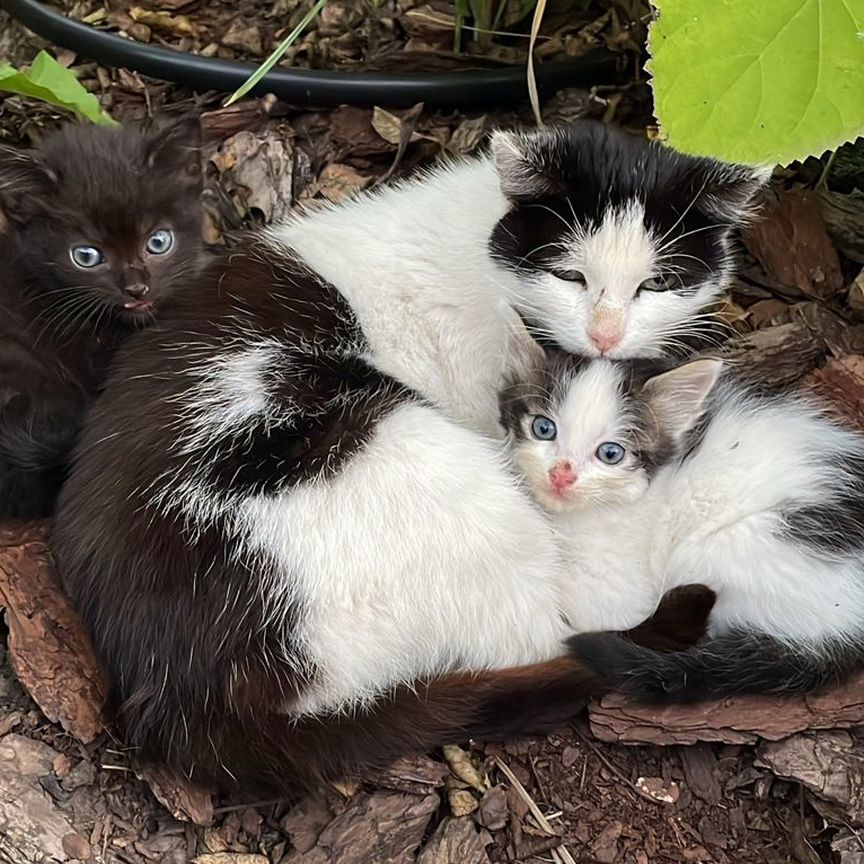 Отдадим стерилизованную кошку