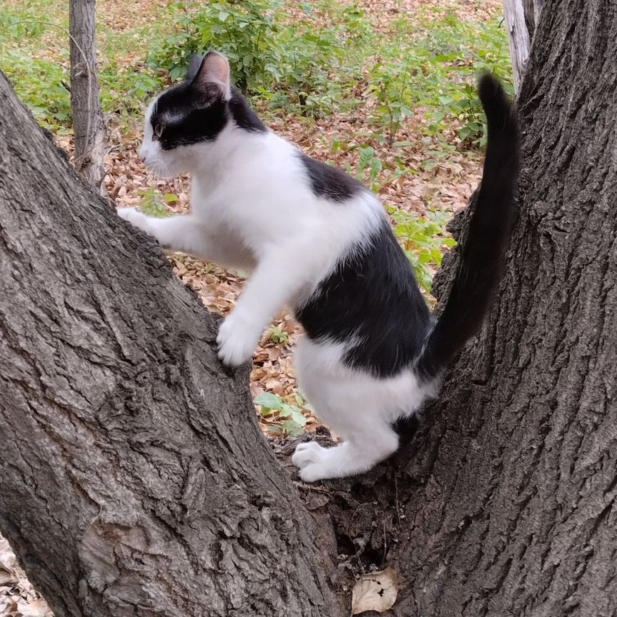 Котенок