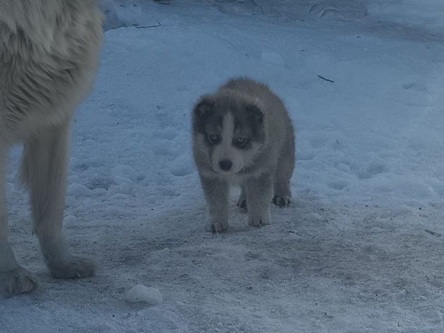 Помесь алабай с лайкой