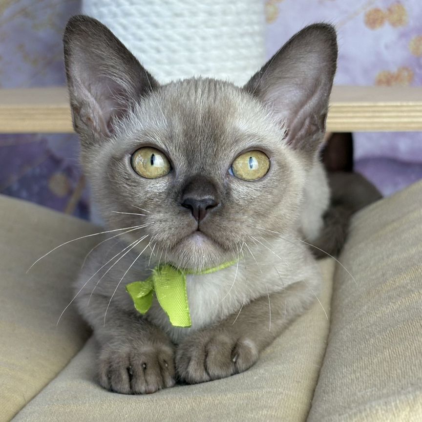 Бурманские котята