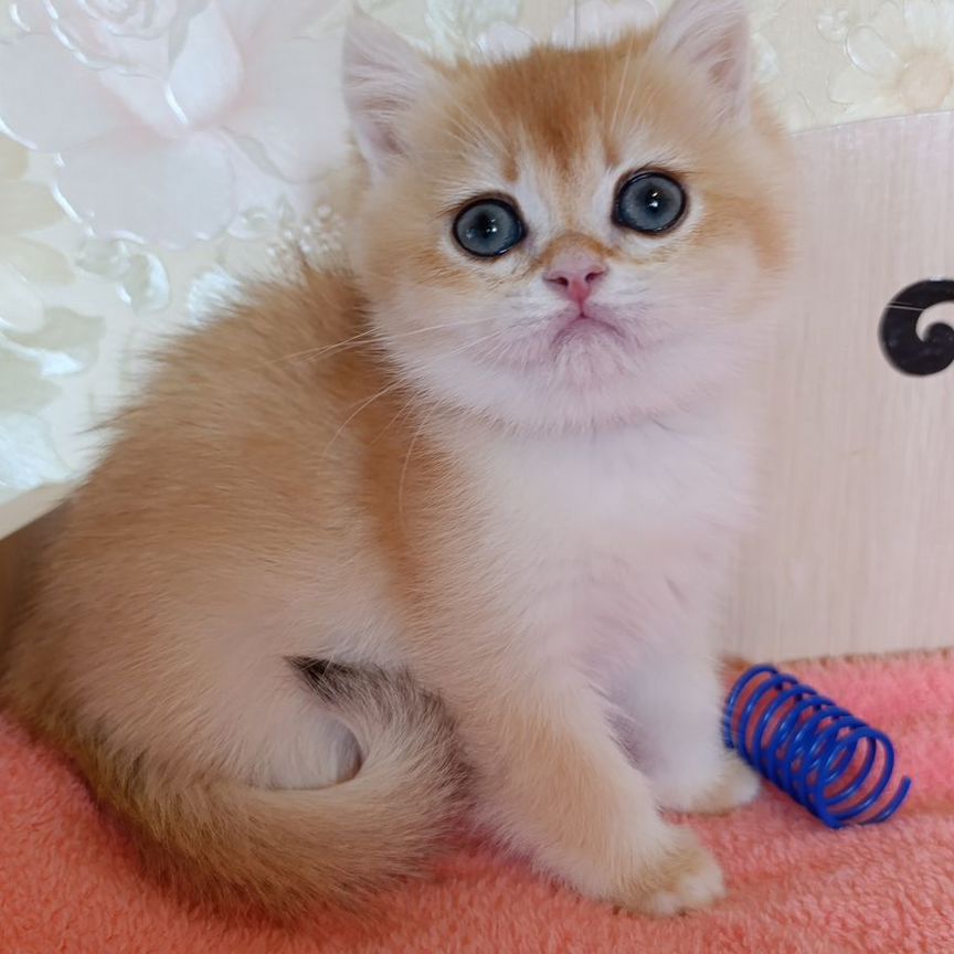 Британский короткошёрстный котёнок
