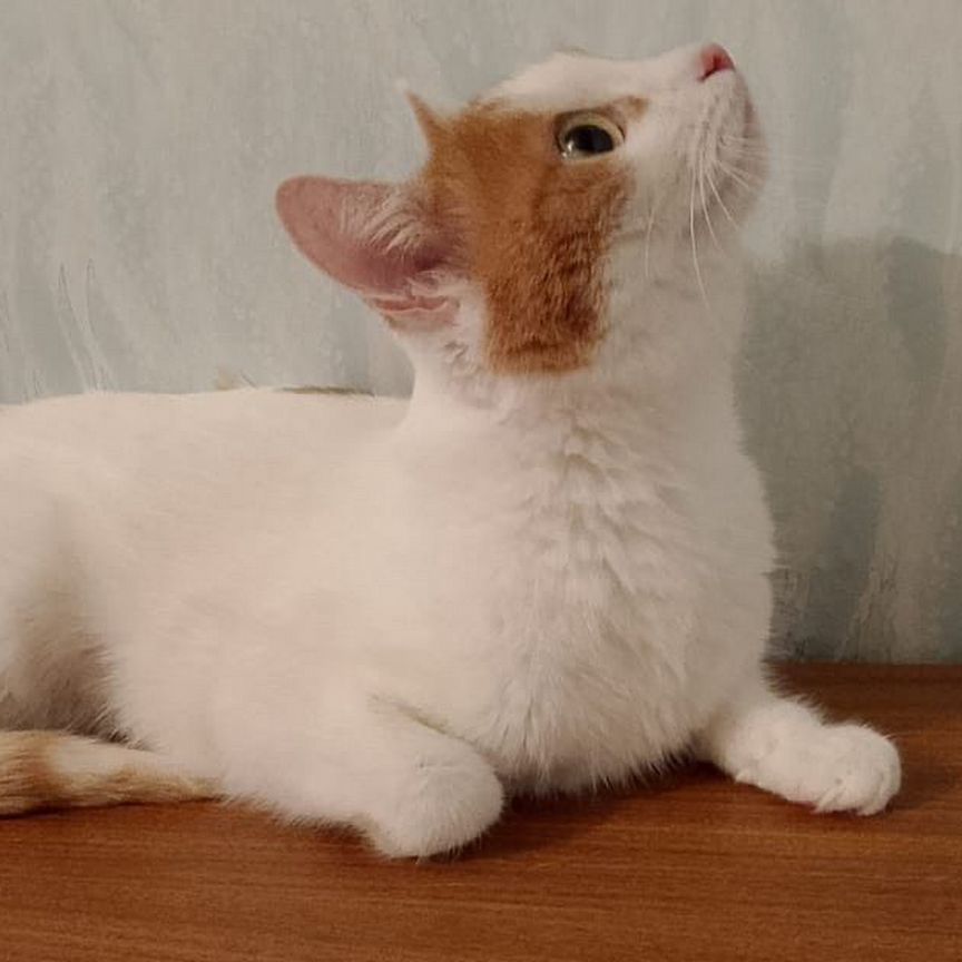 Кошка в частный дом