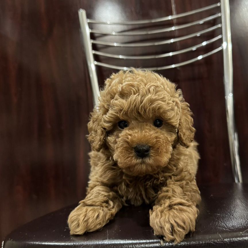 Мальтипу, щенок