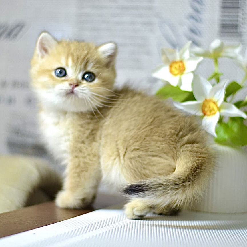 Помет британских золотых котят