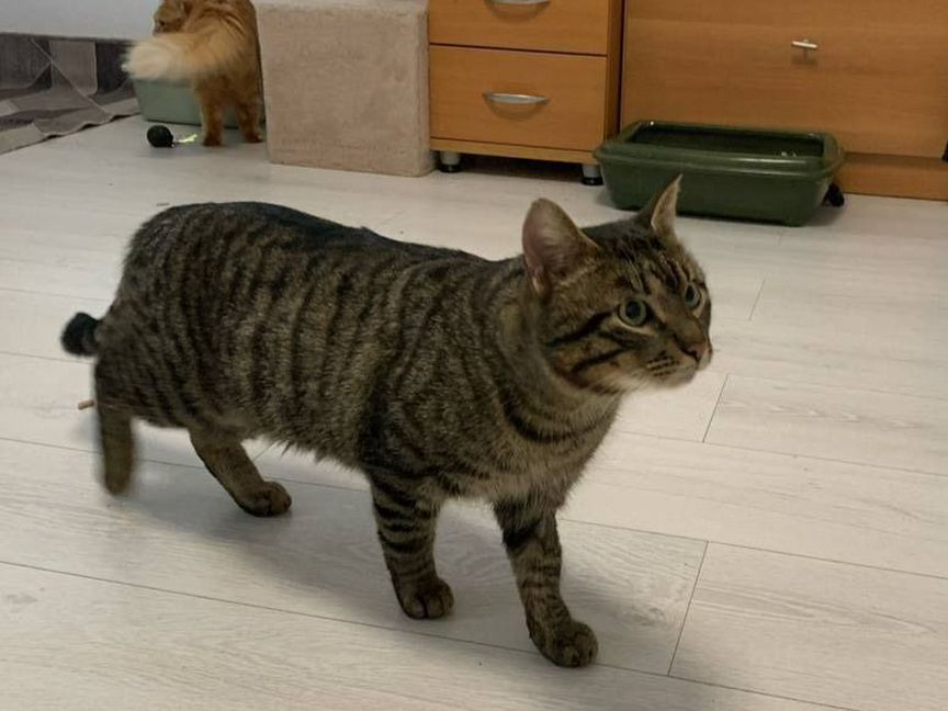 Кот ищет семью
