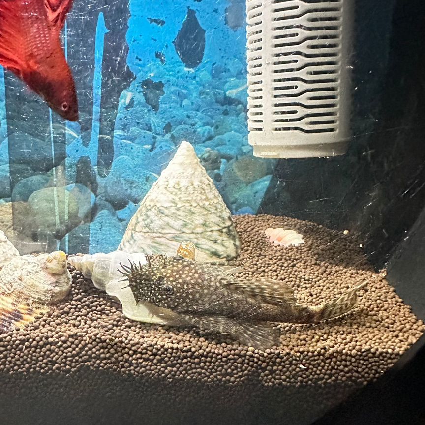 Сом анциструс