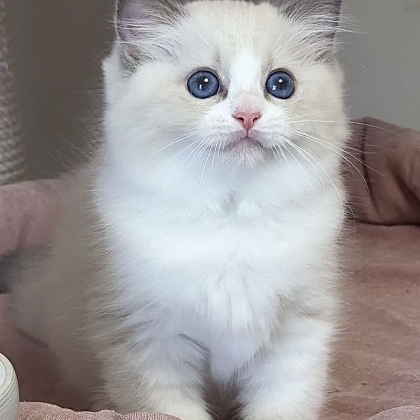 Котята рэгдолл