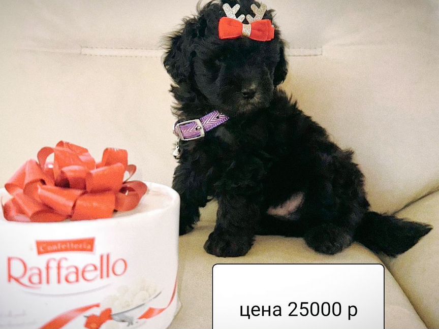 Мальтипу, щеночек