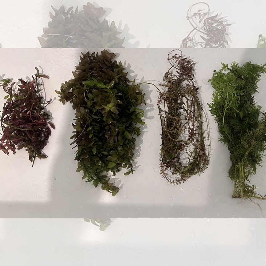 Аквариумное растение