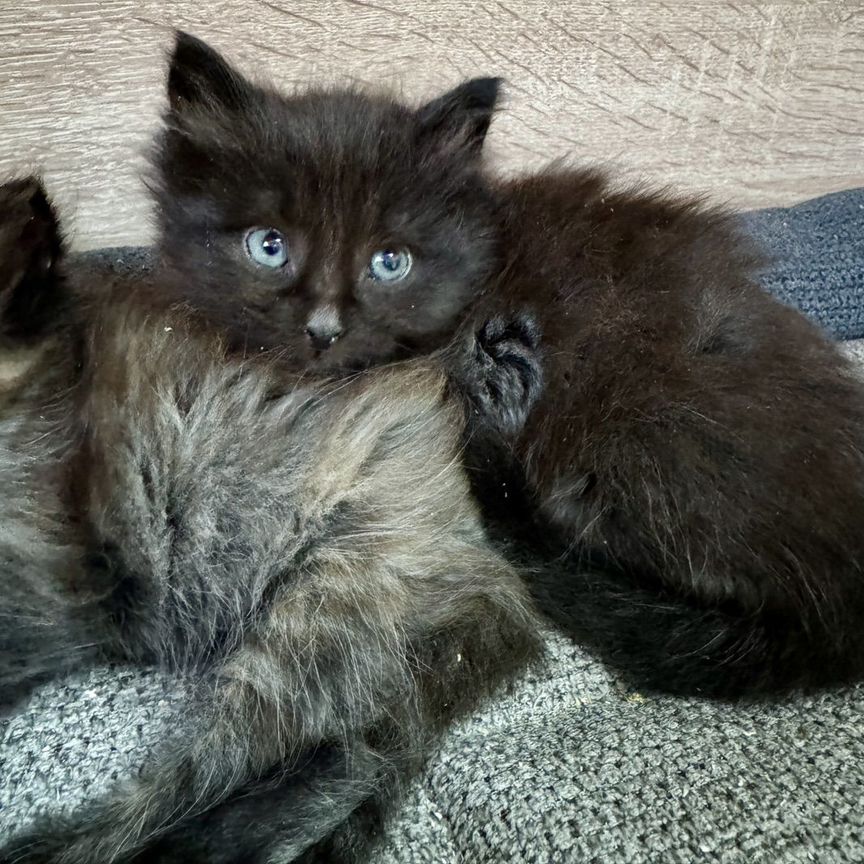 Черный котенок в добрые руки девочка