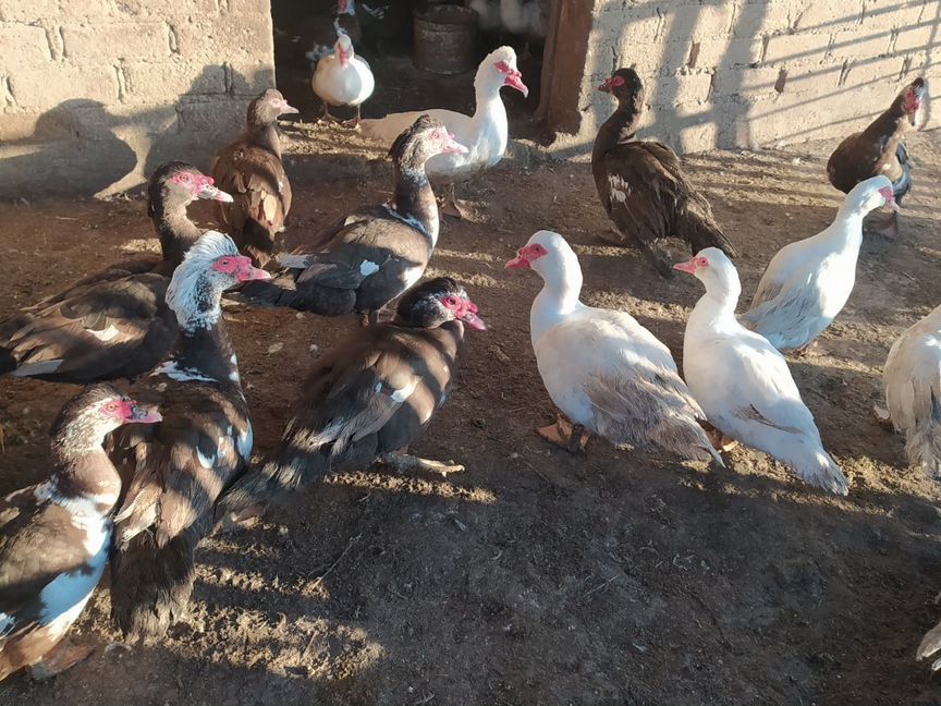 Индоутка домашняя мясо