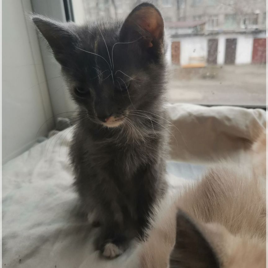 Сиамский котёнок