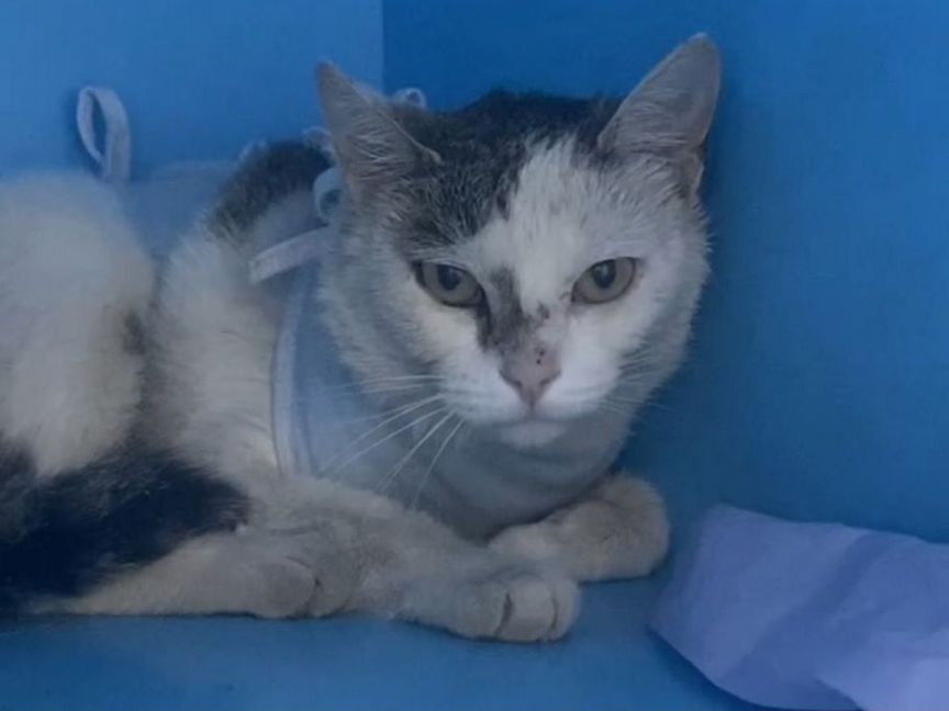 Сутки на поиск дома - повезет ли кошке найти семью