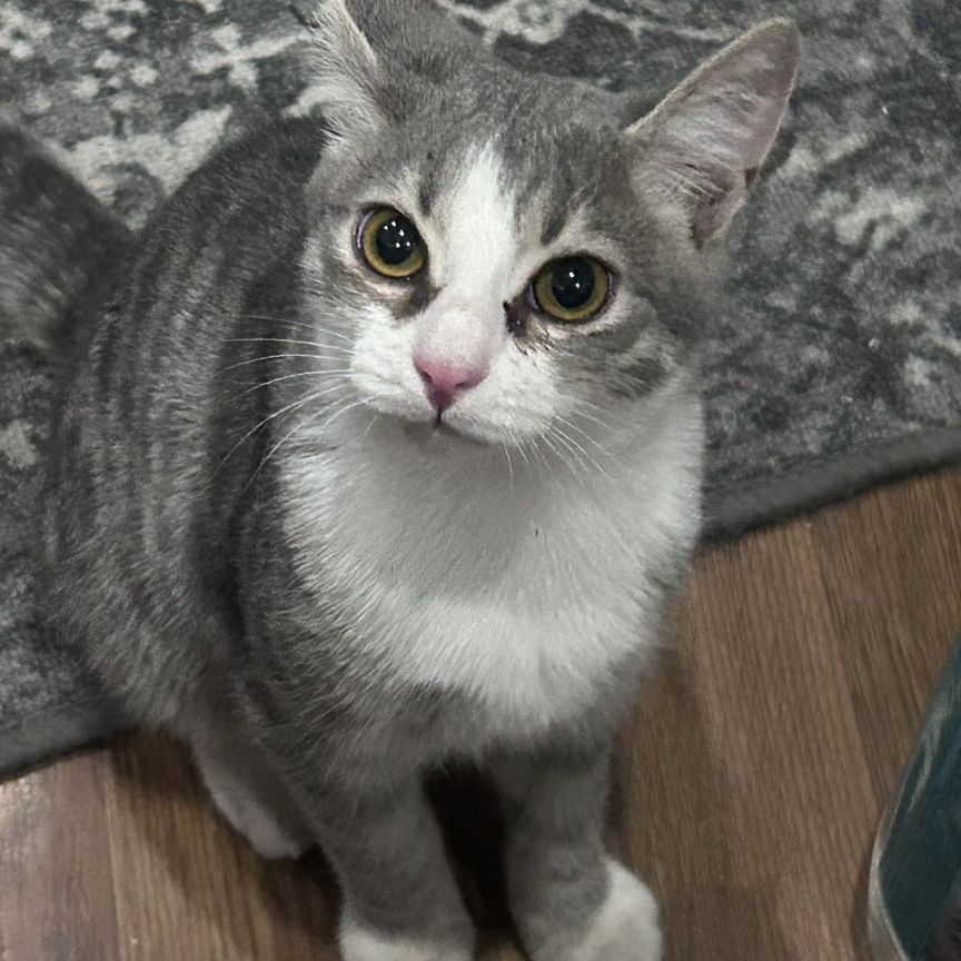 Котёнок в добрые руки