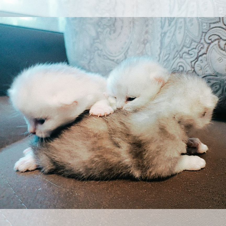 Шотландский прямоухий короткошёрстный котёнок