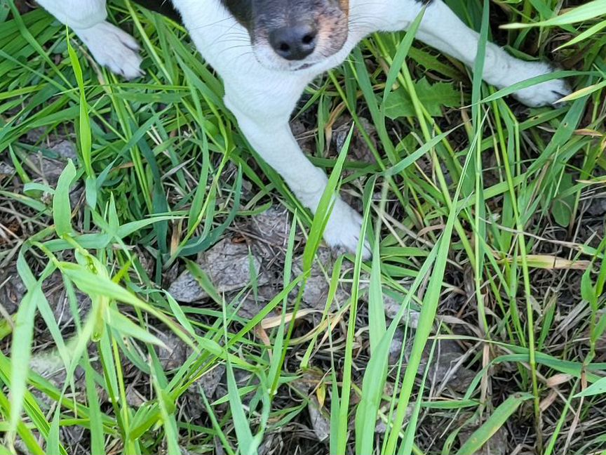 Карликовый пинчер