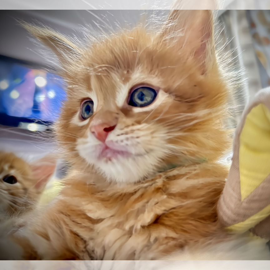 Мейн-кун котёнок