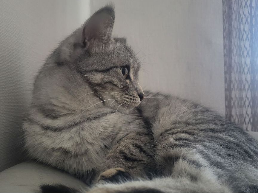 Кошка кельтская (Европейская короткошёрстная)