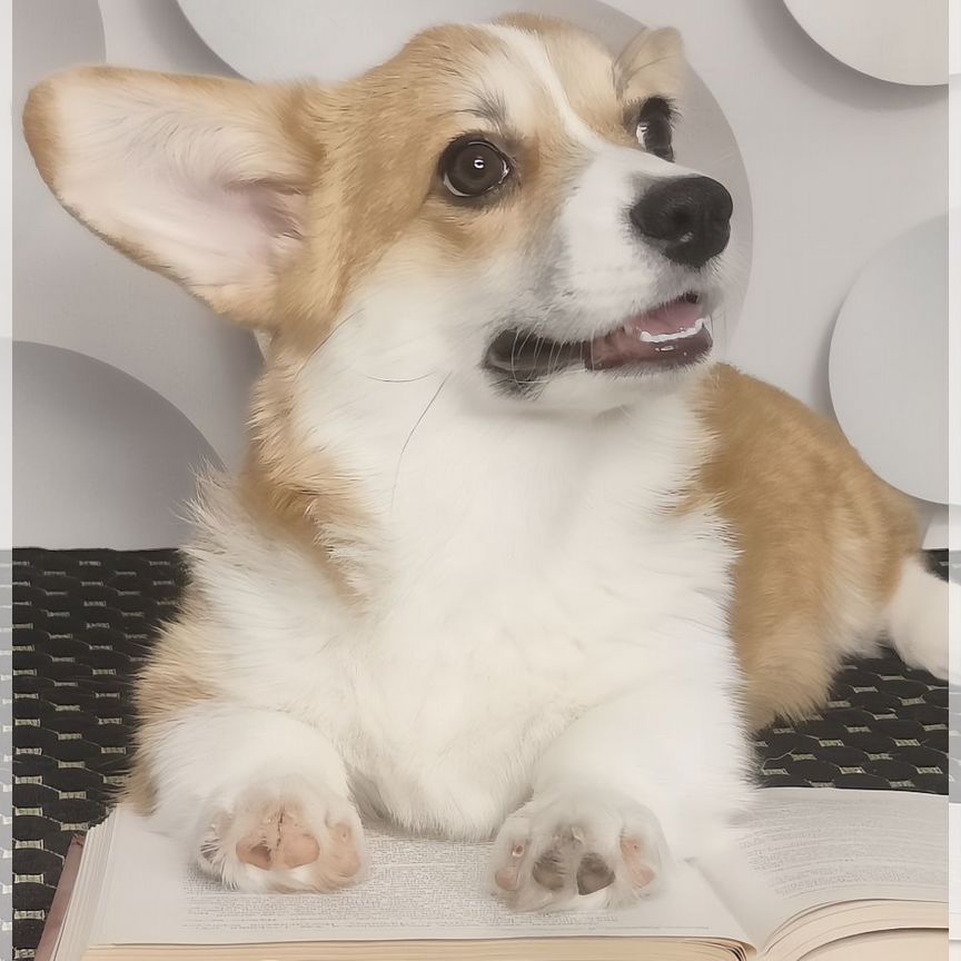 Вельш Корги Пемброк, щенок