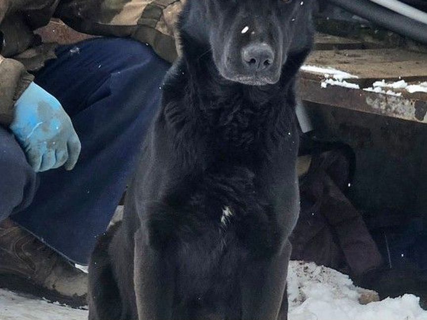 Щенки немецкой овчарки черные