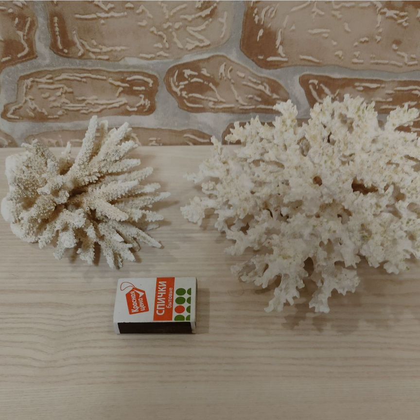 Морские кораллы