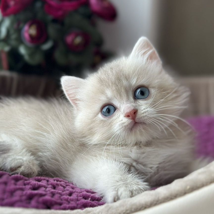 Котик в редком окрасе лиловая золотая шиншилла