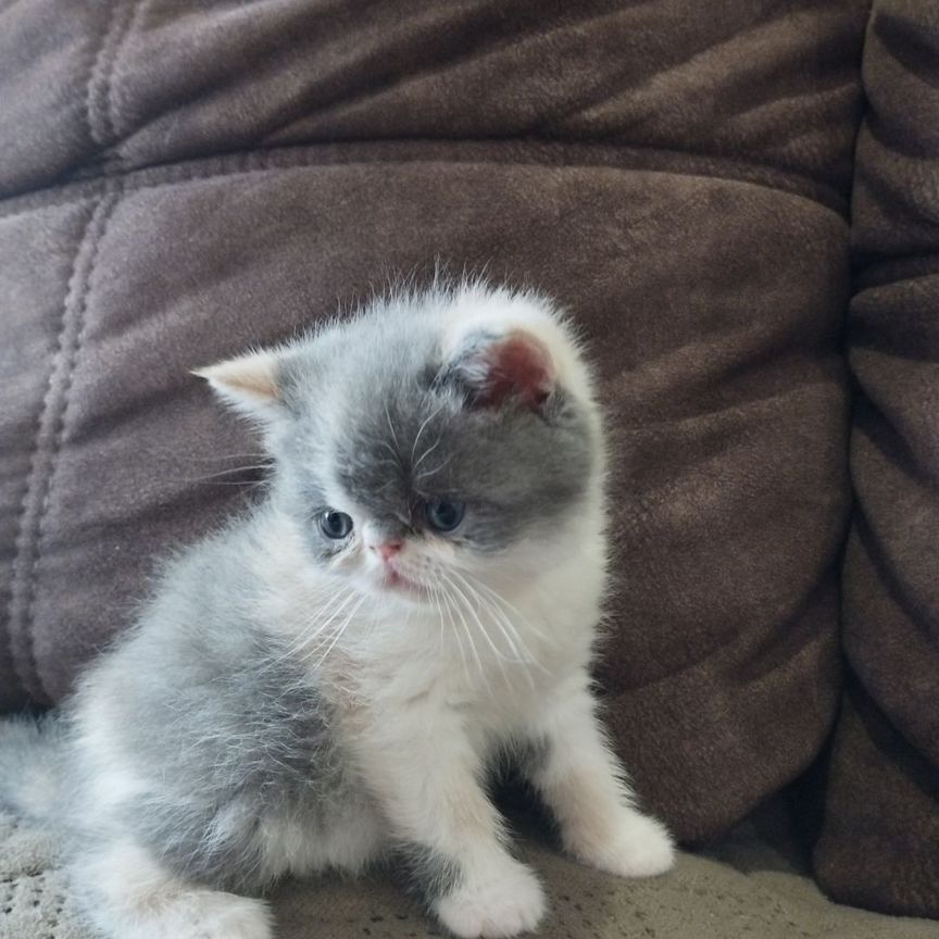 Котята экзоты