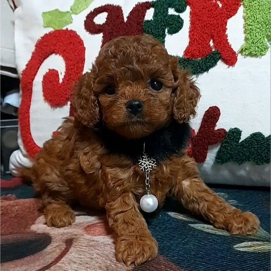 Той-пудель, щенок