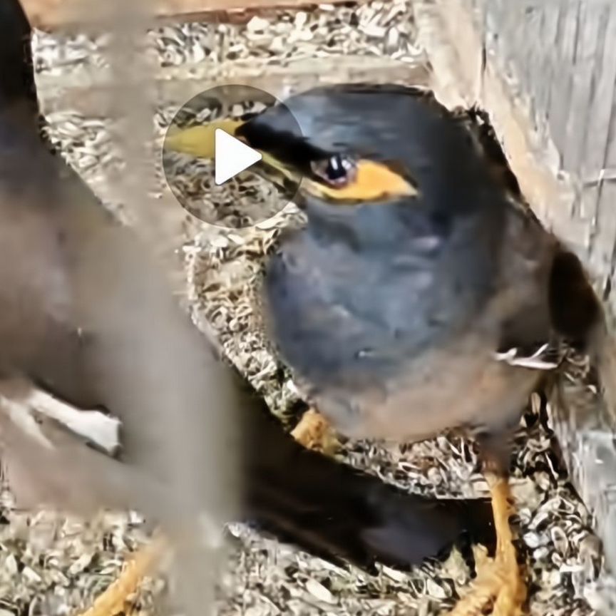 Афганский майн