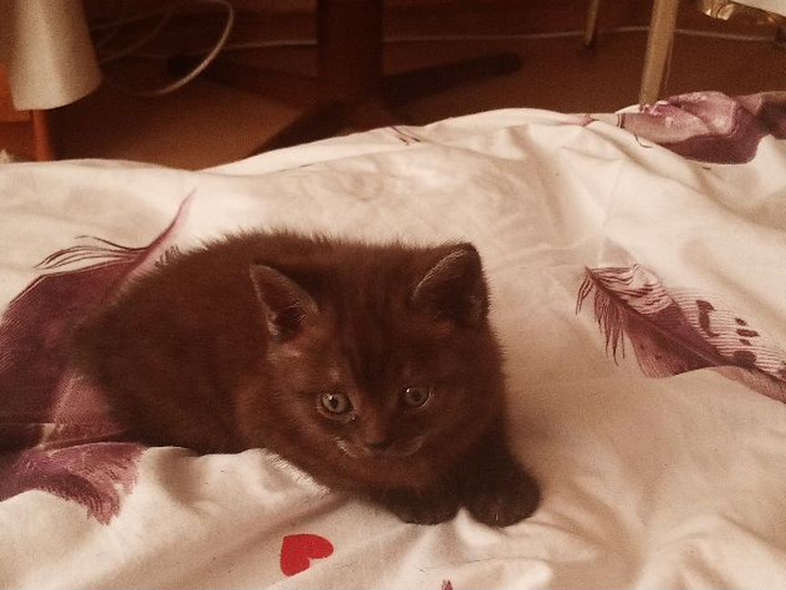 Очаровательная кошечка, британка