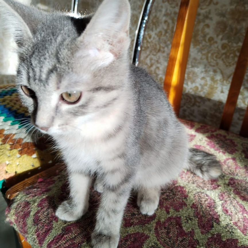 Котенок девочка. Доставка