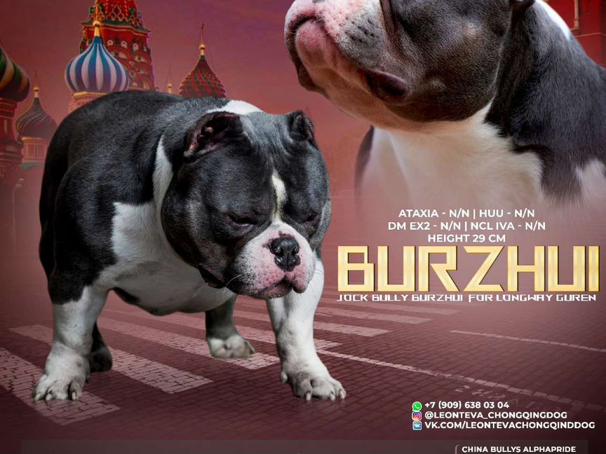 Американский булли микро экзот вязка