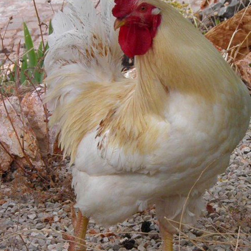 Молодые петухи