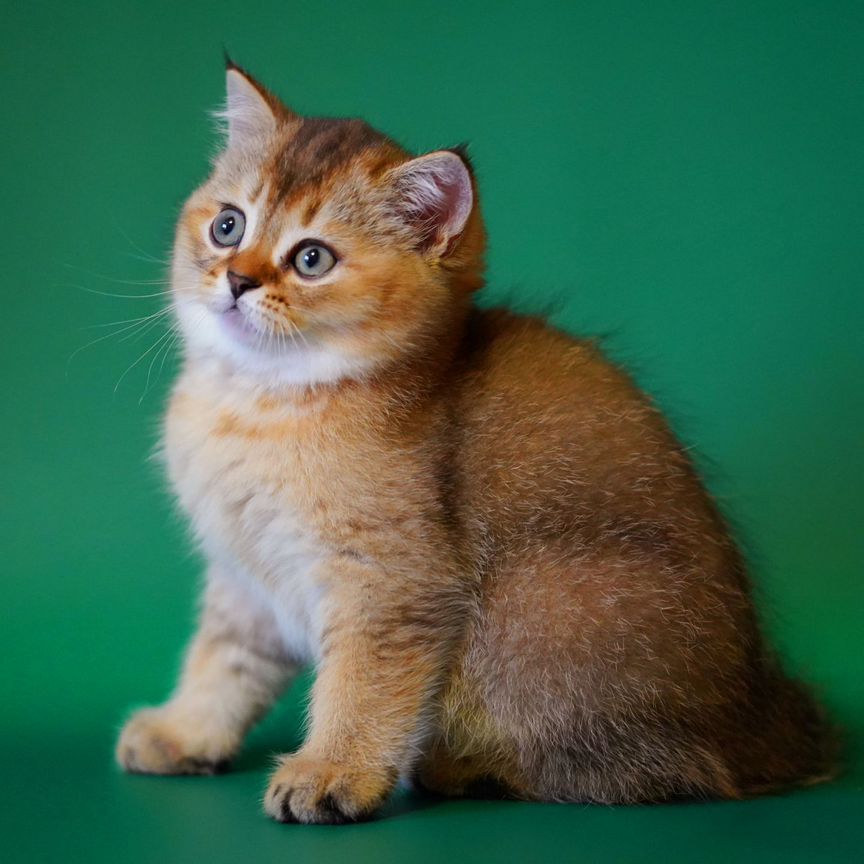 Шотландский золотой малыш