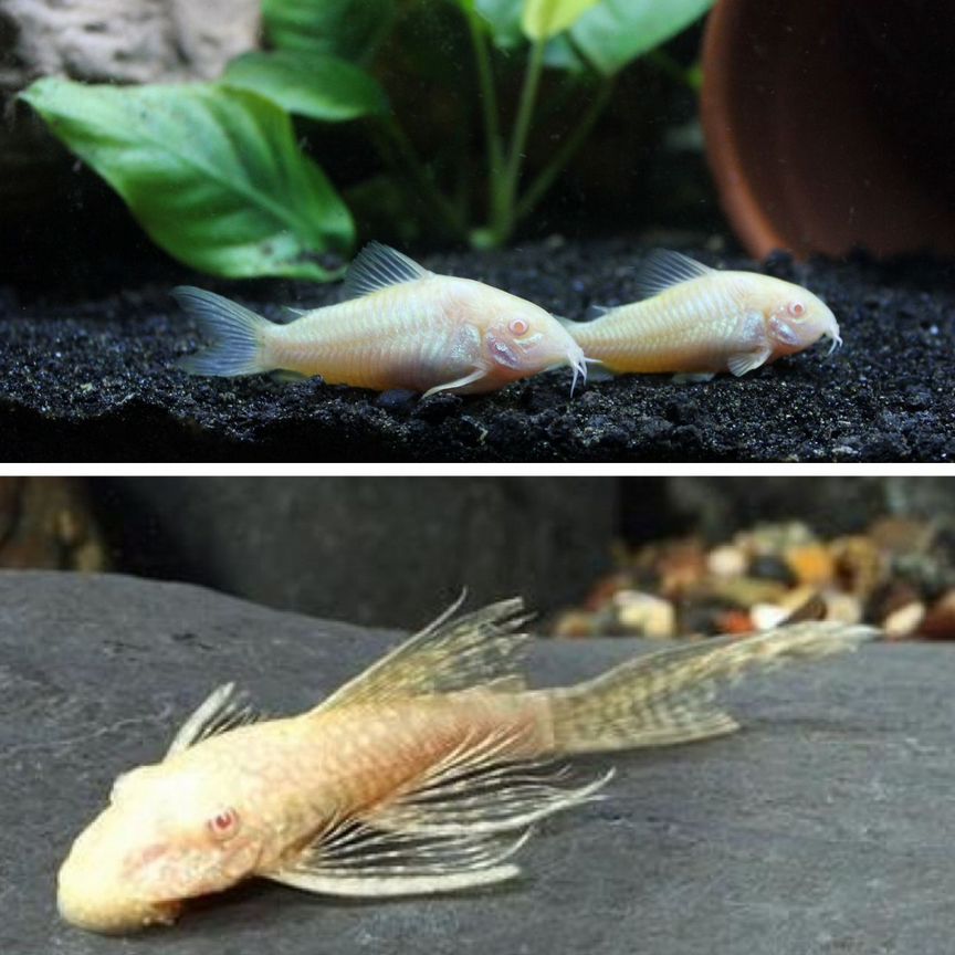 Белые сомики