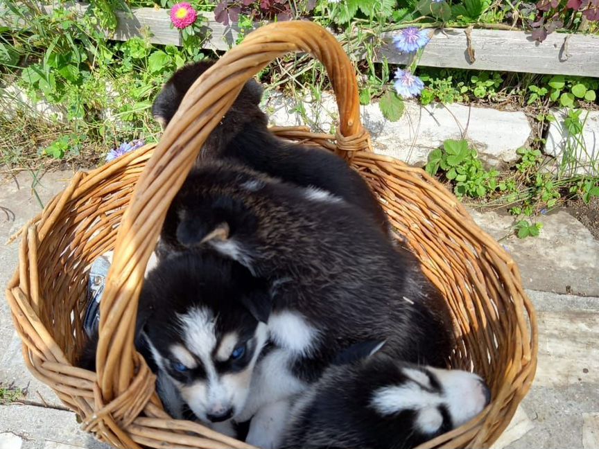 Собаки